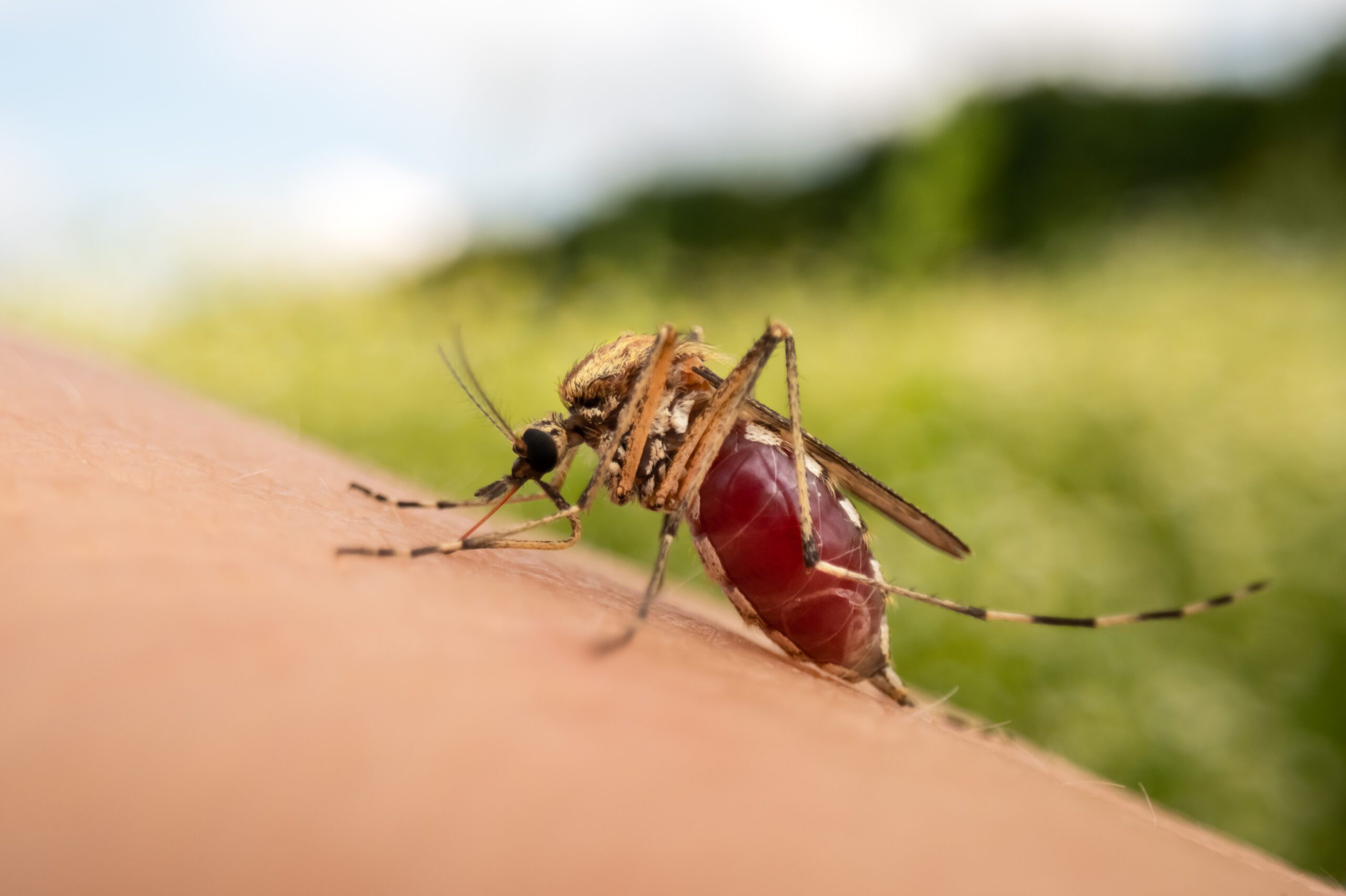 Mosquito Control Program | Lawn Tech Michigan